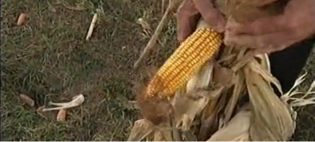 DarkeJournal.com: Mutant corn stalk: part deux