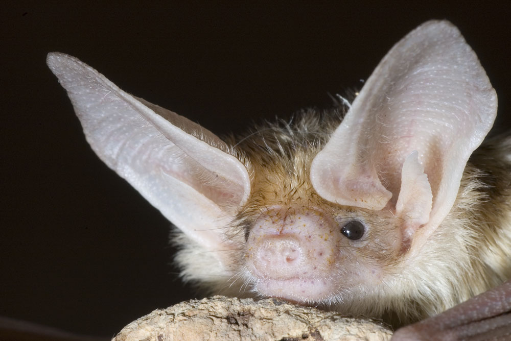 Saving the Planet...One Bat House At a Time!: BUSTING BAT MYTHS!