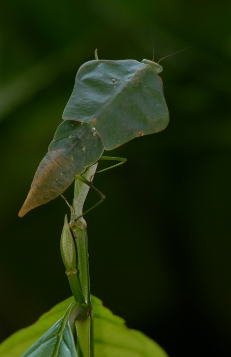Dans la biodiversité américaine: La mante de la "manta"