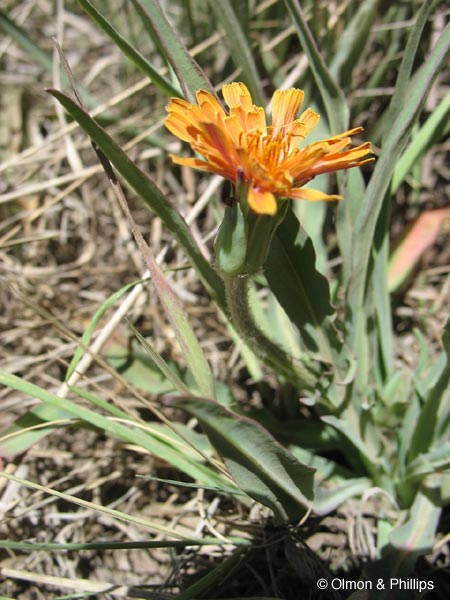 Arizona Wildflowers: Asteraceae (Sunflower Family)