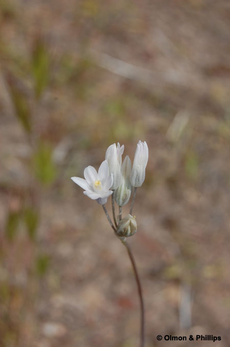 Arizona Wildflowers: Liliaceae (Lily Family)