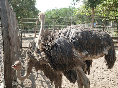 Shalom Broz Productions: Zoo in Dar es Salaam