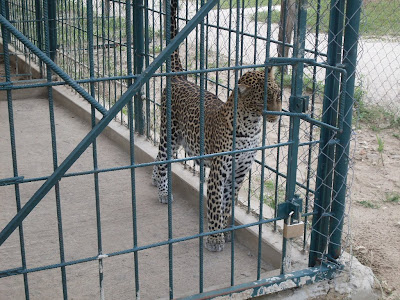 Shalom Broz Productions: Zoo in Dar es Salaam