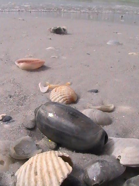 Florida Fossil Adventures " One of a Kind ": Collin Peace river fossil ...