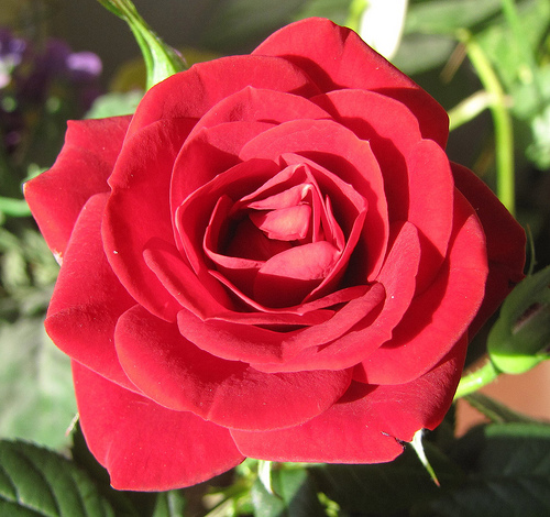 Beautiful World in Snaps: ROSE the King of Flowers