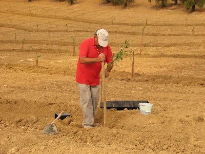 Todoalmendro: noviembre 2009