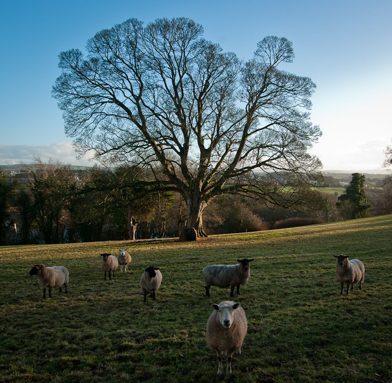 A Local View: Sheep & Tree