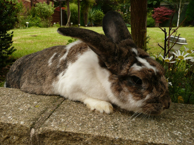 Rabbiting On..........: January 2009