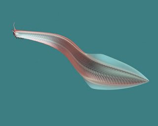 Pikaia - the first creature on the Earth