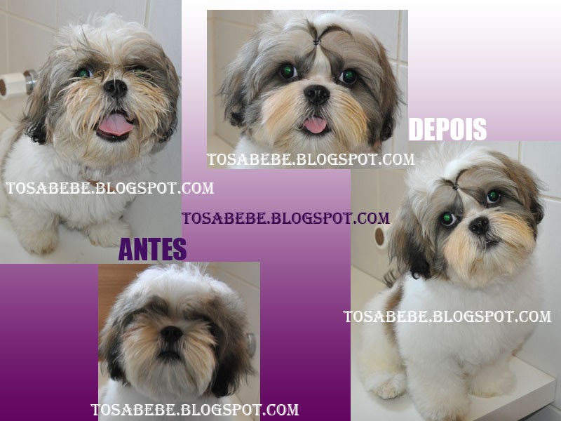 TOSA BEBÊ - TOSA VERÃO - TOSA TESOURA -TOSA PORTO ALEGRE: TOSA SHIH TZU ...