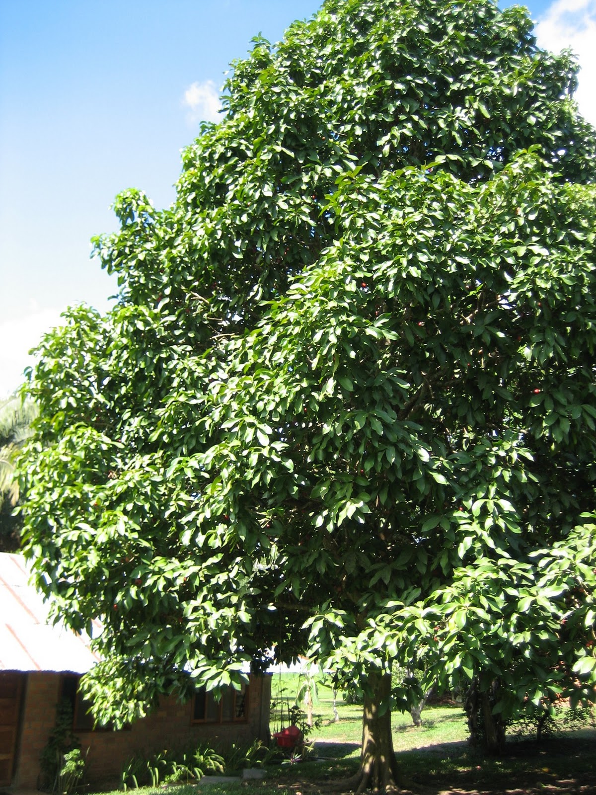 cottage to castle: Our Jungle Apple Tree