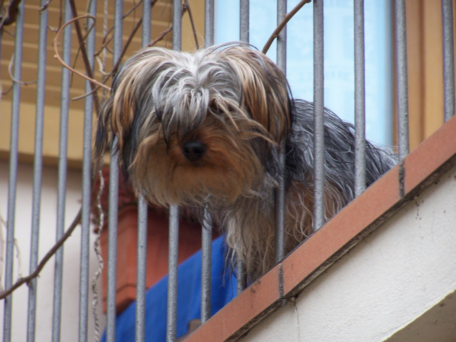 il mio regno per un pupazzo: gennaio 2011