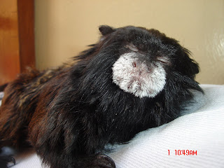 mono pichico