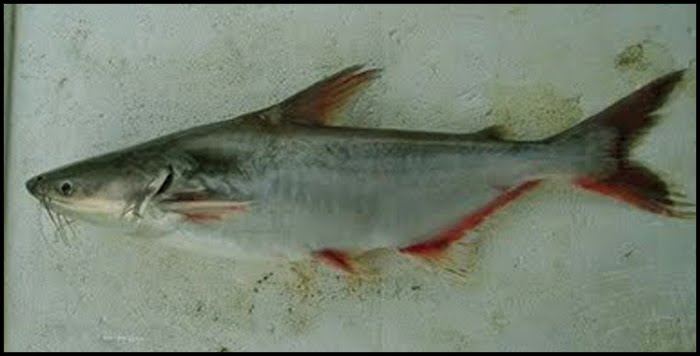 FISHCLOPEDIA: Pangasiidae Series #6