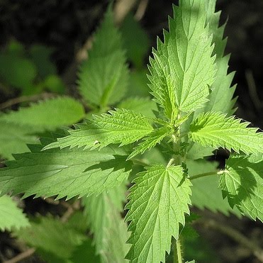 MALINALLI · herbolaria médica: ORTIGA, CHICHICASTE - nettle - Urtica dioica