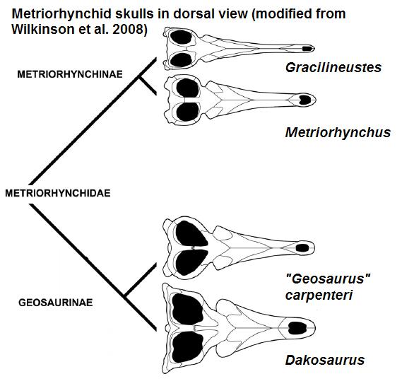 Theropoda: _Neptunidraco ammoniticus_ - Quinta Parte: Un nuovo tassello ...