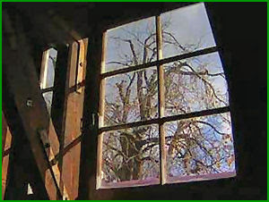 Rick's Green Grass: Anne Frank’s Chestnut Tree