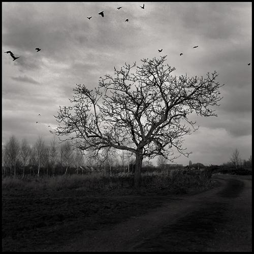 IMAGENES GRATIS: Arbol Terrorifico