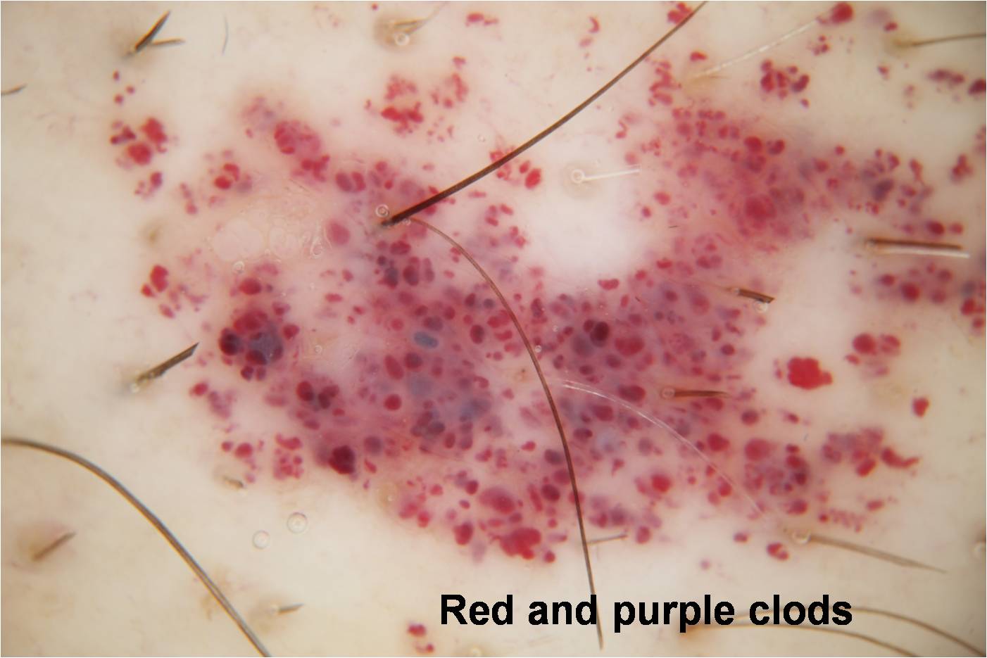 Chaos and Clues: CHAOS & CLUES - The Algorithm