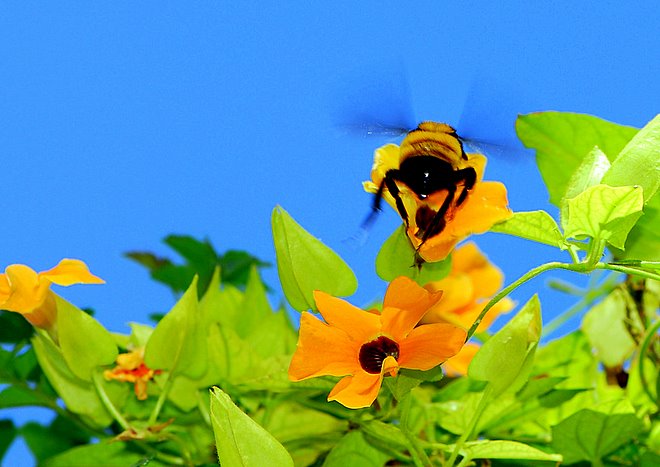 attack-arte: MACRO FOTOS