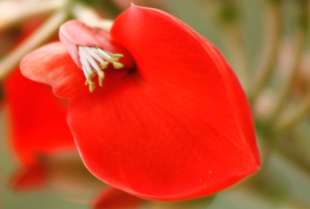 Plan To Plant...: Dadap Merah