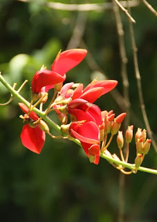 Plan To Plant...: Dadap Merah