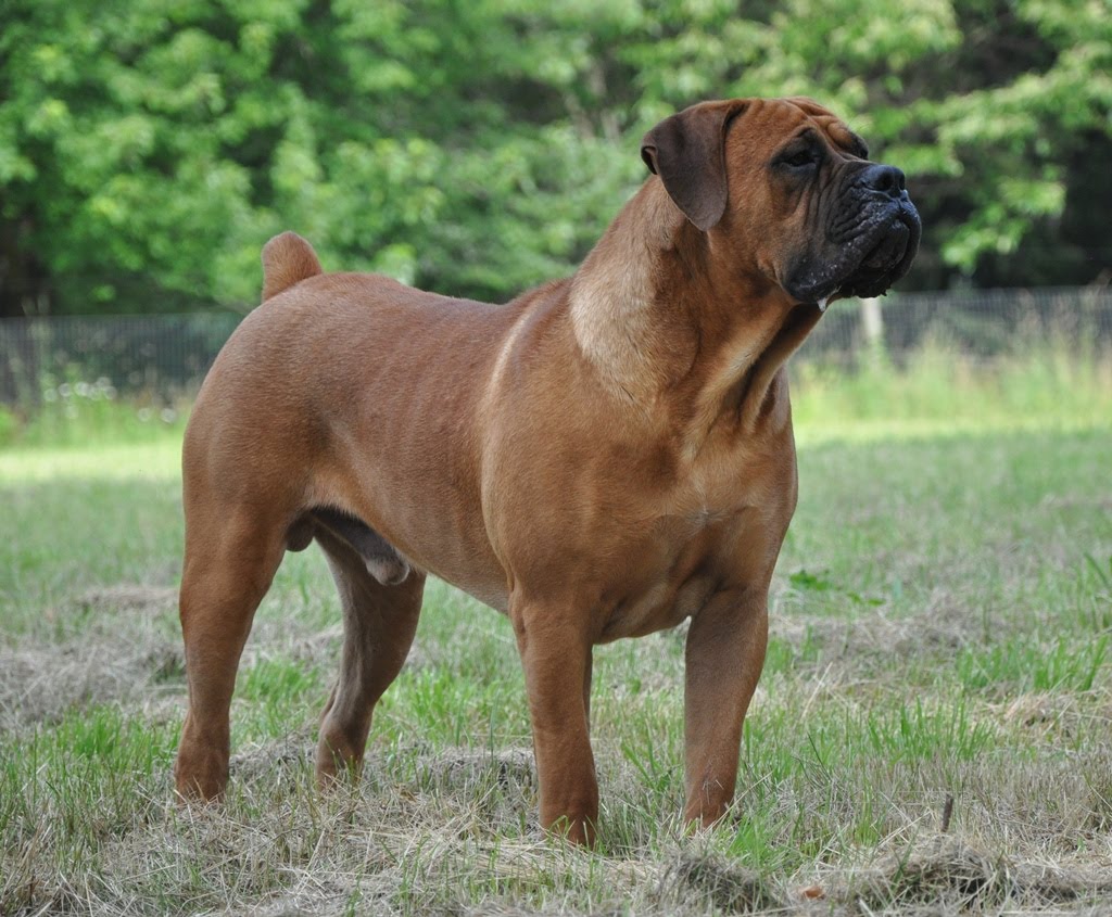 Boerboel Farm Dogs: The Red Dog and the Brindle