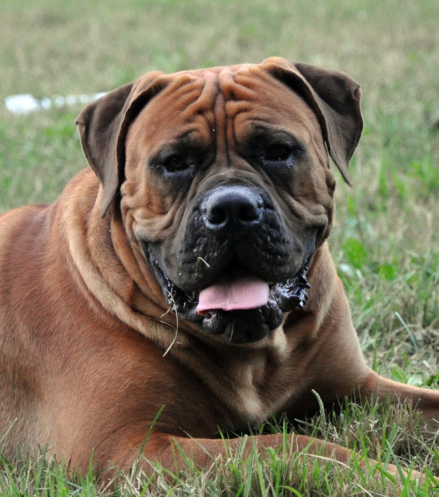 Boerboel Farm Dogs: Growing Up
