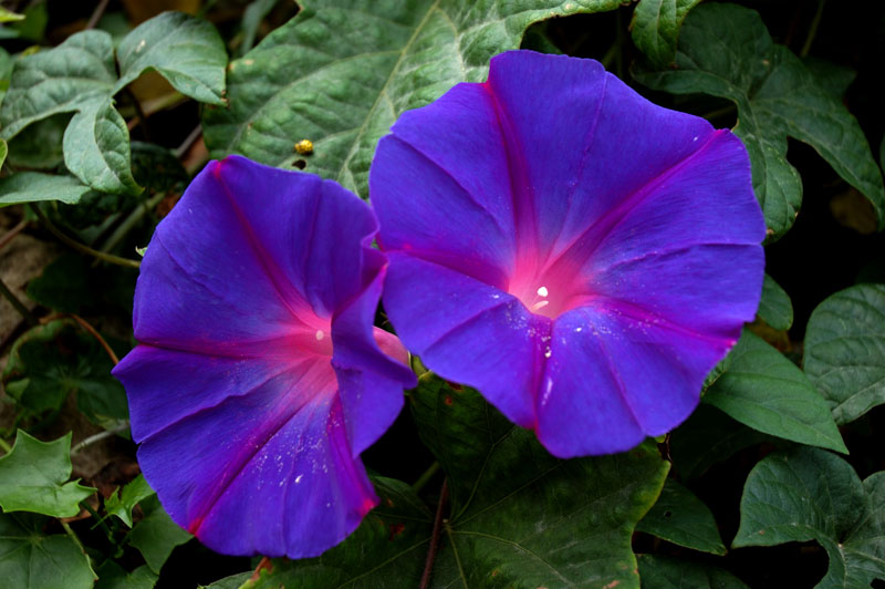 Mundo de las Flores: Conozca Más de Flores y Plantas