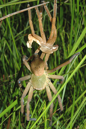 The Nature of Robertson: A spectacular Spider.