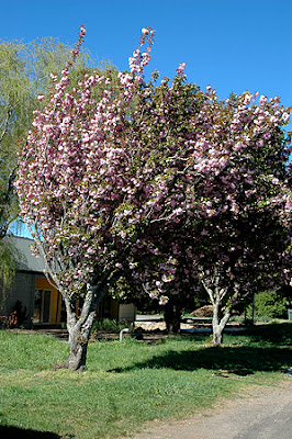 The Nature of Robertson: In search of Single-flowered Cherry Trees