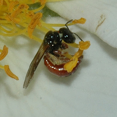 The Nature of Robertson: Insects and flowers.