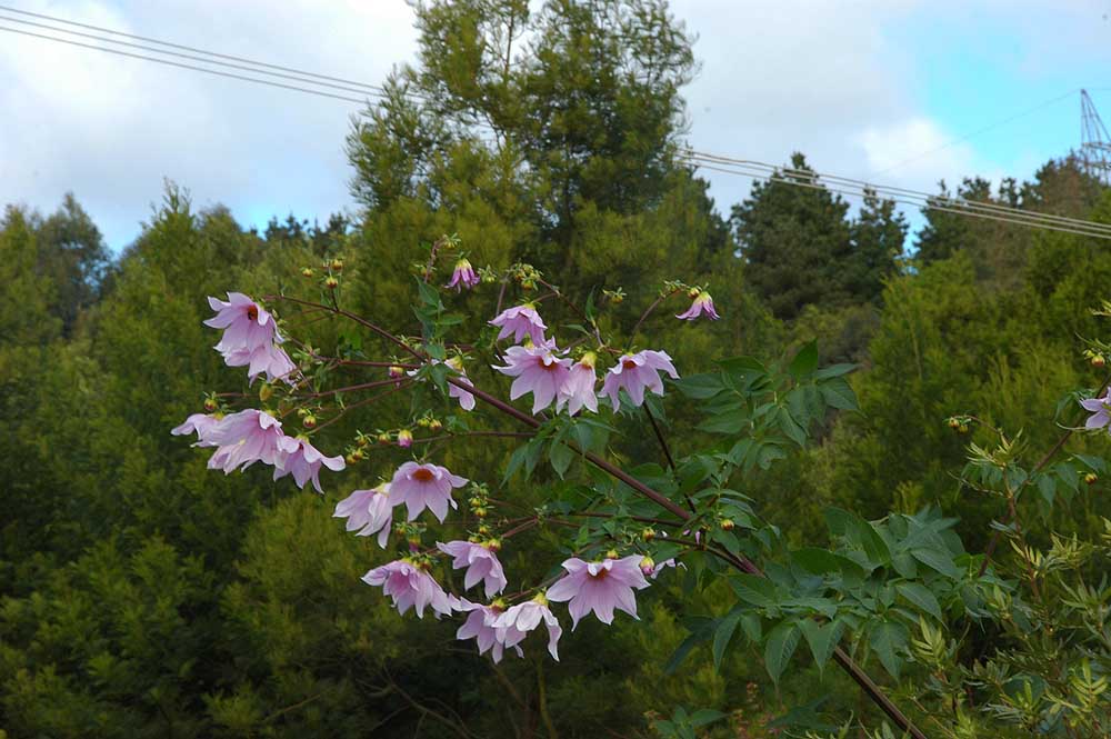 The Nature of Robertson: Tree Dahlia makes it to flowering stage.