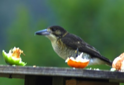 The Nature of Robertson: More on Bowerbirds, plus a stray Butcherbird