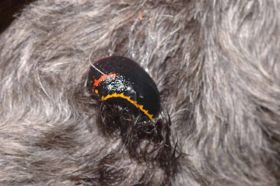 The Nature of Robertson: Leech attacks Lena, the Mini Schnauzer