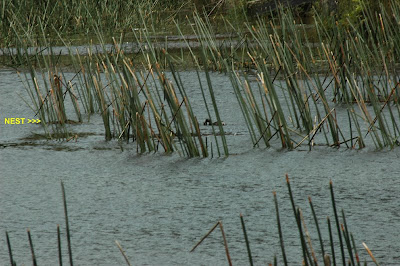 The Nature of Robertson: Water loving birds in Robertson