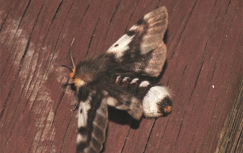 The Nature of Robertson: A Fat, Furry Moth doing loops on my deck.