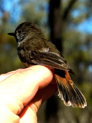 The Nature of Robertson: Birds of West Wyalong, NSW