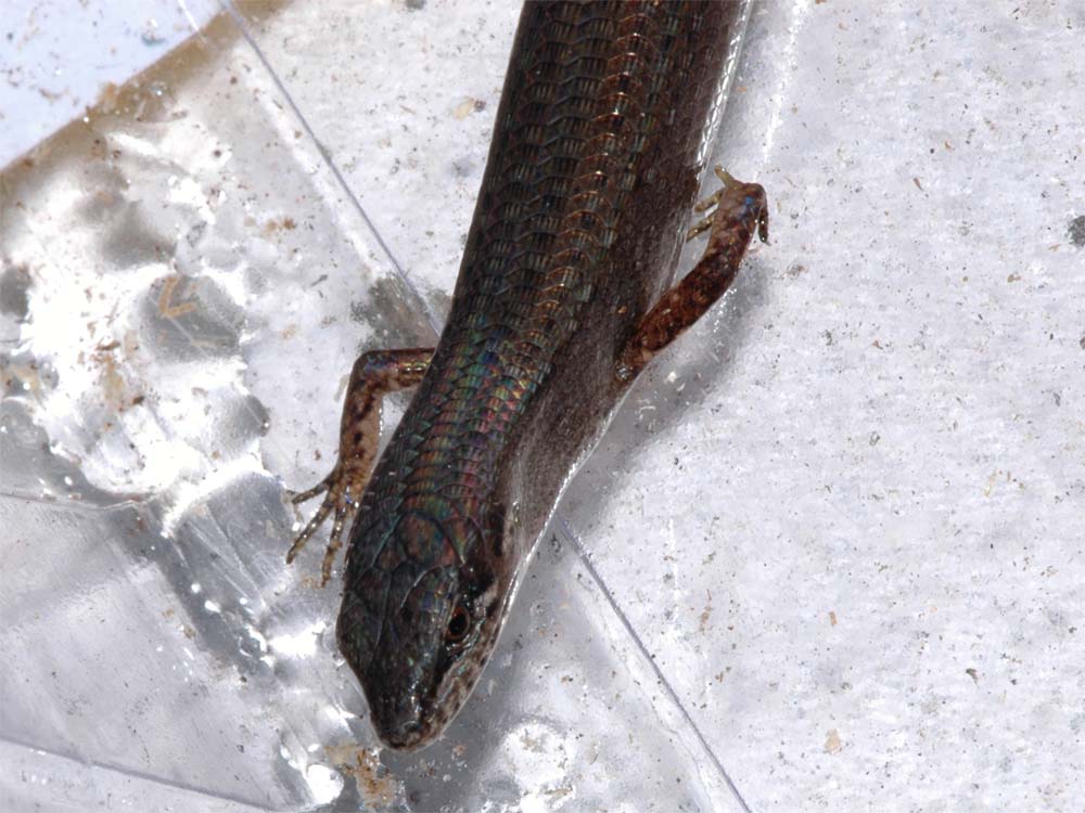 The Nature of Robertson: New Skink for my list.