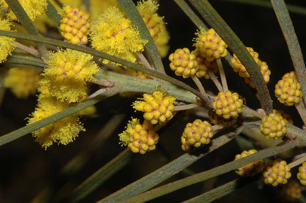 The Nature of Robertson: August 2010