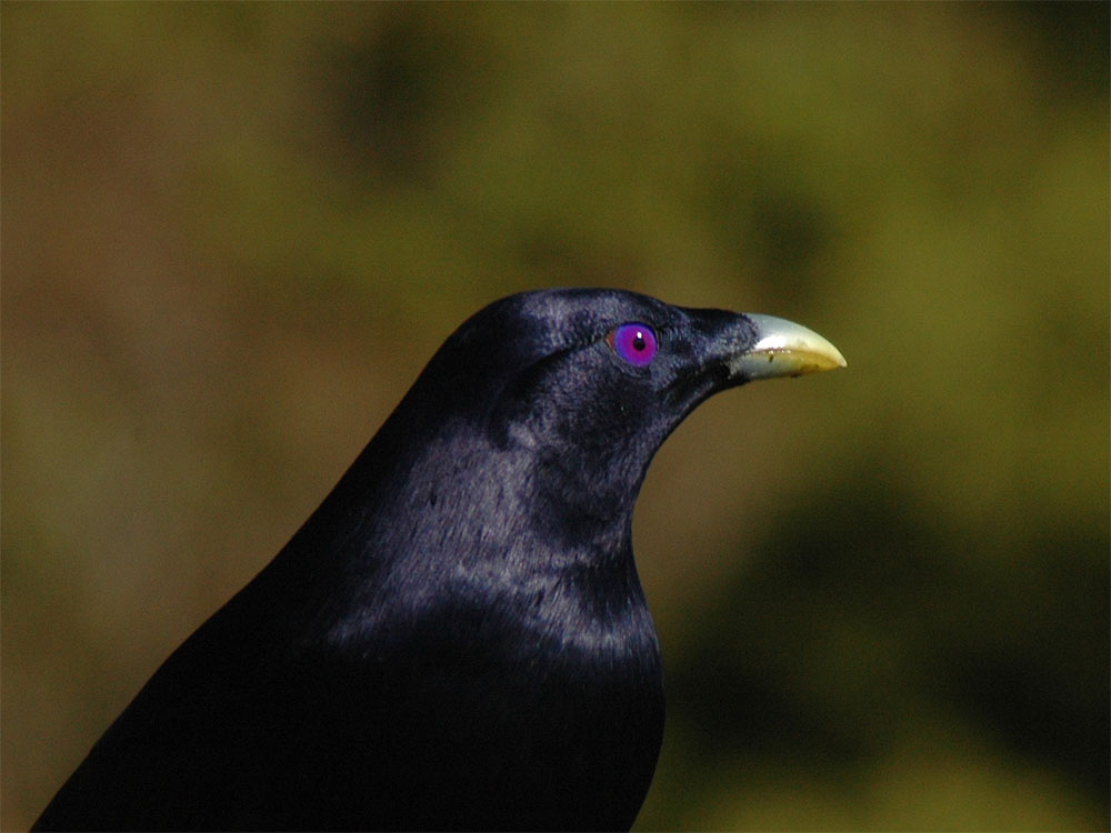The Nature of Robertson: Crazy Eyes - (Satin Bowerbirds)