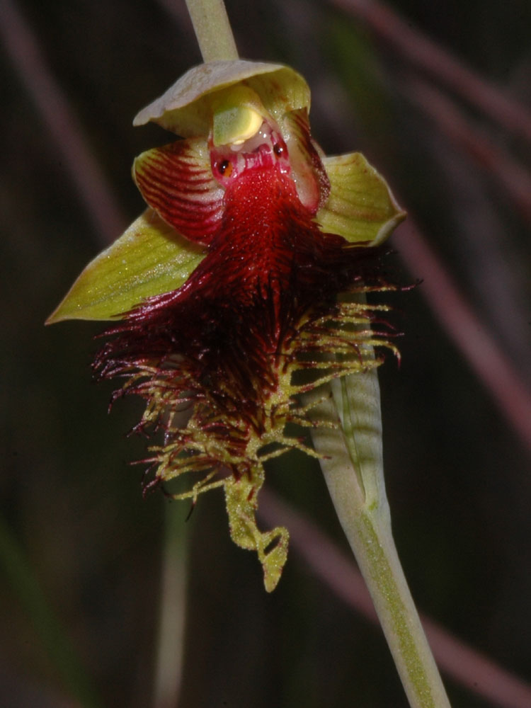 The Nature of Robertson: Another Beard Orchid - Calochilus pulchellus