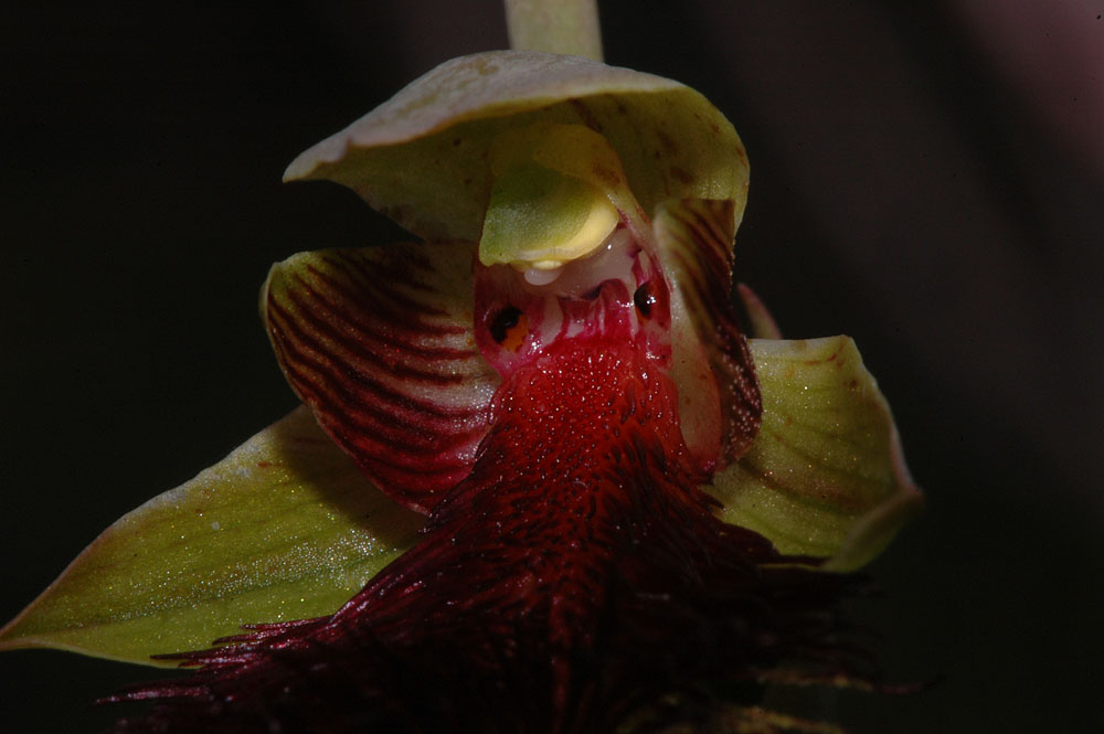 The Nature of Robertson: Another Beard Orchid - Calochilus pulchellus