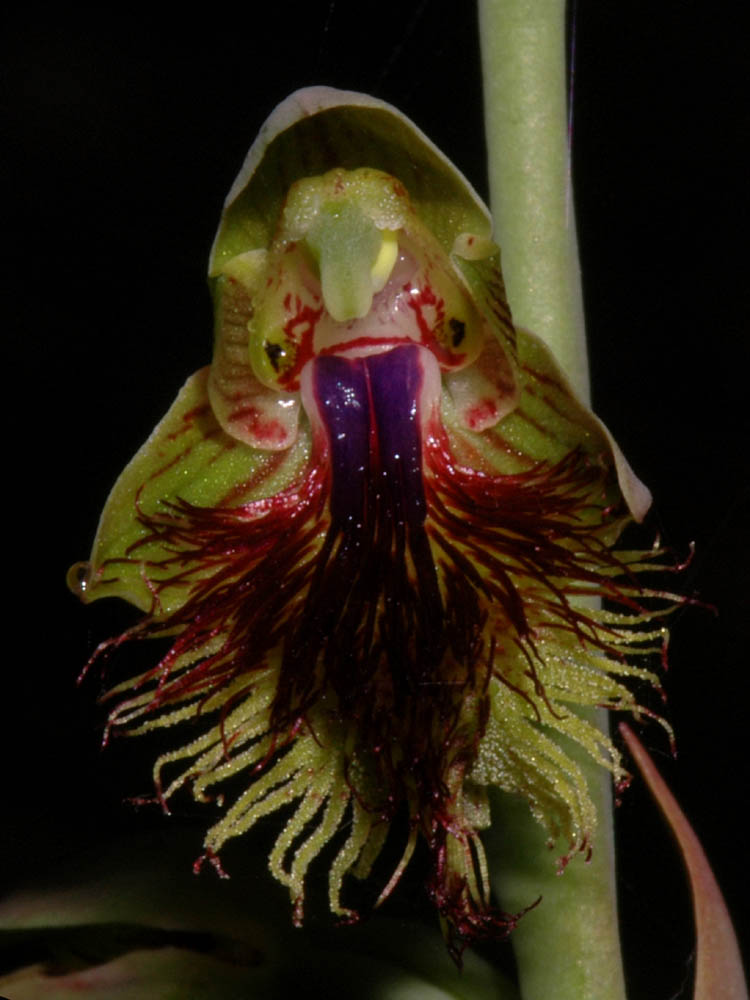 The Nature of Robertson: Christmas Image - Beard Orchid - Calochilus ...