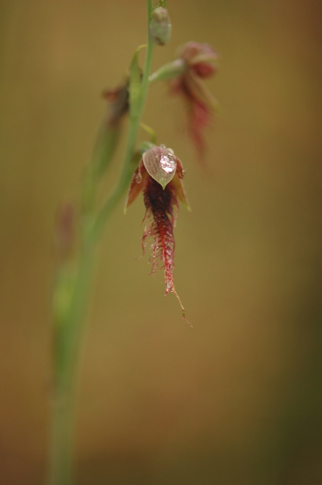 The Nature of Robertson: Yet another Beard Orchid - Calochilus gracillimus