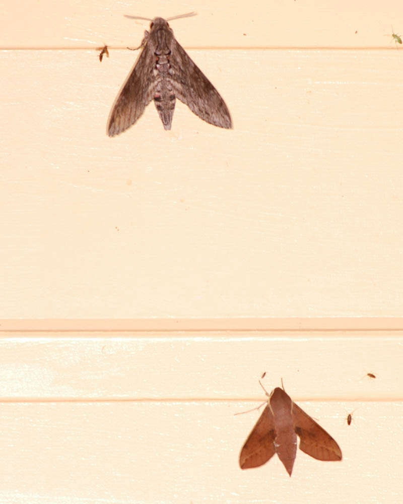 The Nature of Robertson: February - the Month of Insects.