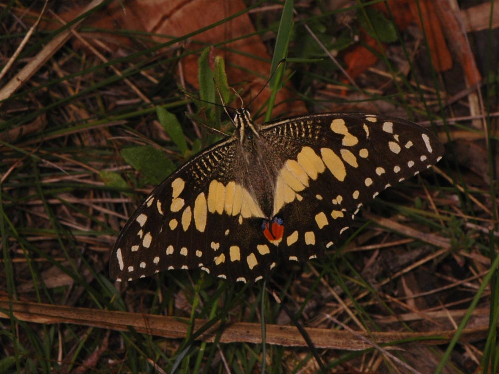 The Nature of Robertson: Chequered Swallowtail Butterfly - in Kangaloon