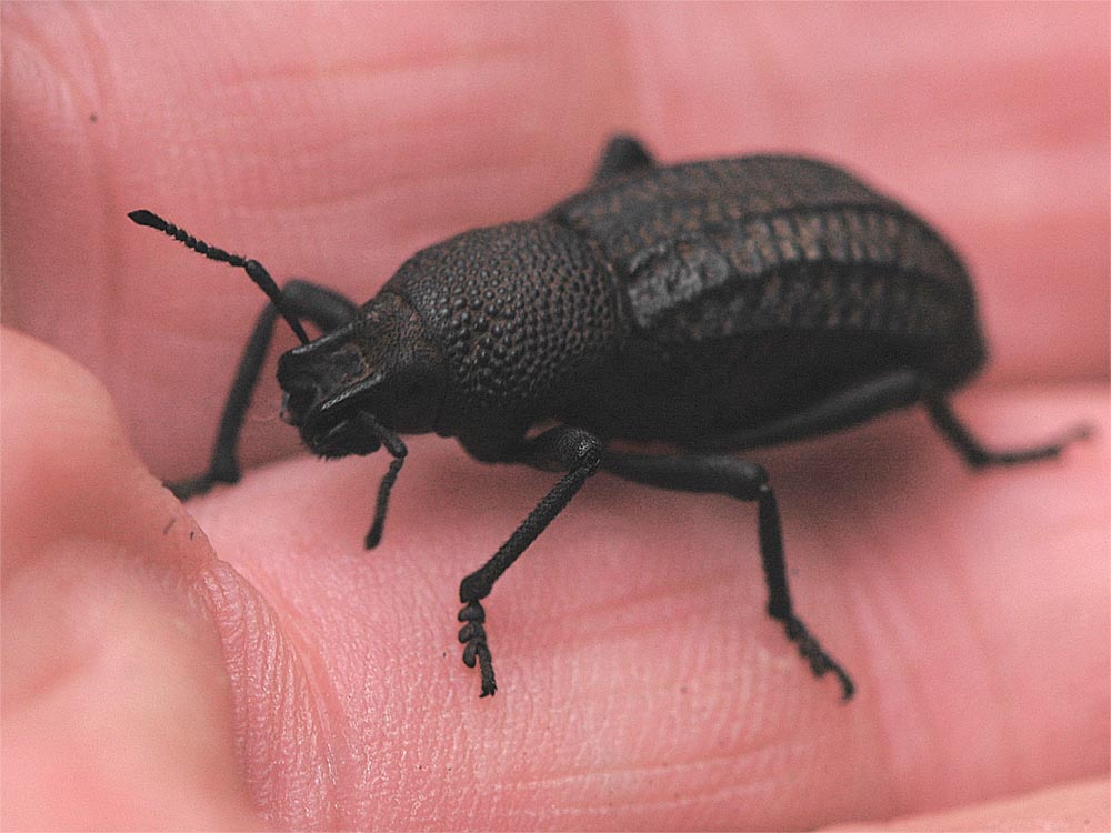 The Nature of Robertson: A bulldozer of the Insect World