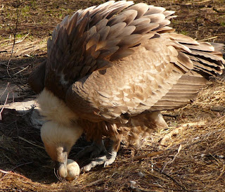 Faszination Geier: Infos aus erster Hand