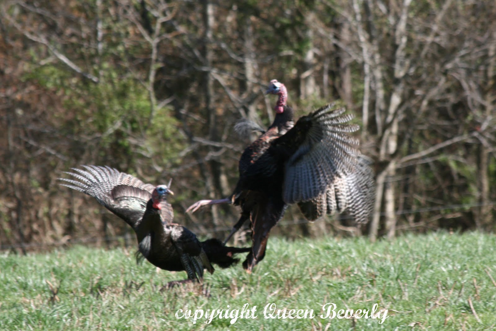 The Cow Queen: Wordless Wednesday -- Turkey Fight